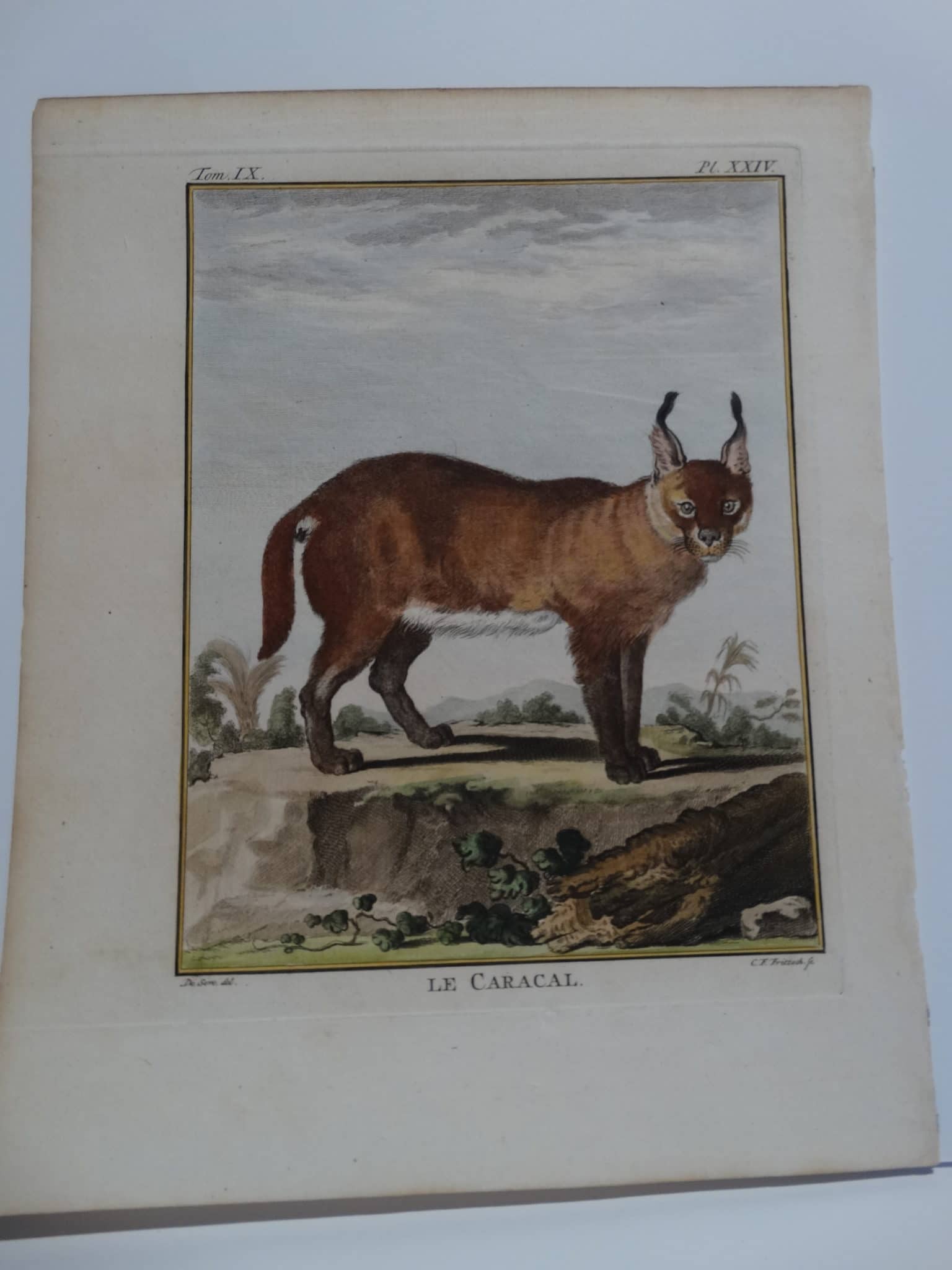 Exotic Species of Animals: African, Asian & More | Buffon Mammals