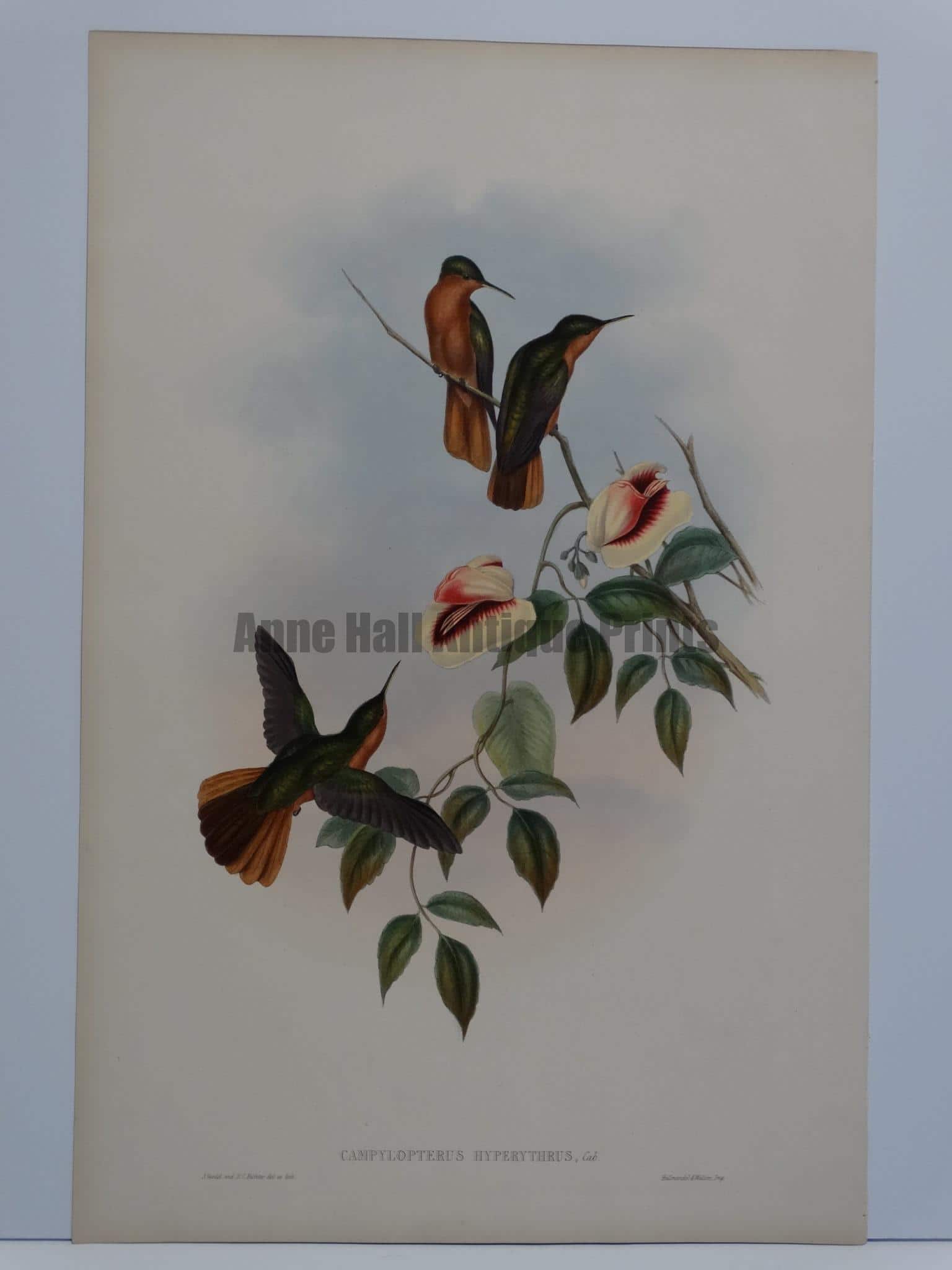 John Gould Hummingbirds Original Antique Lithographs & More