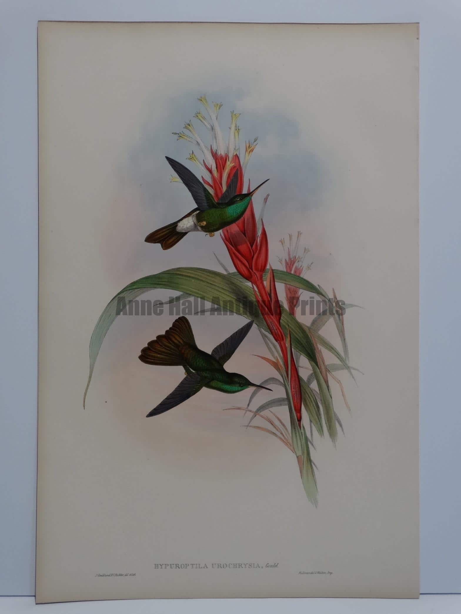 John Gould Hummingbirds Original Antique Lithographs & More
