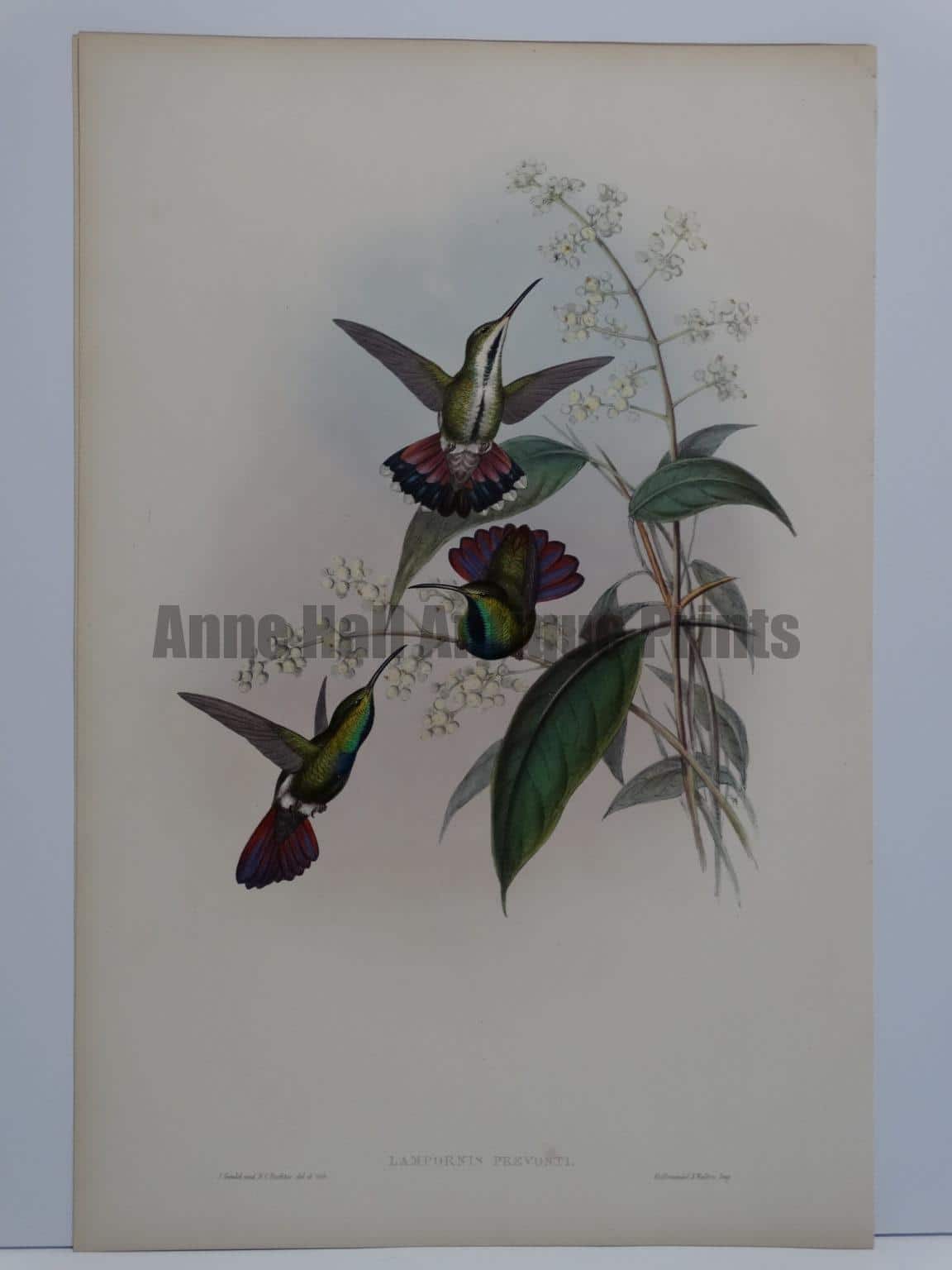 John Gould Hummingbirds Original Antique Lithographs & More