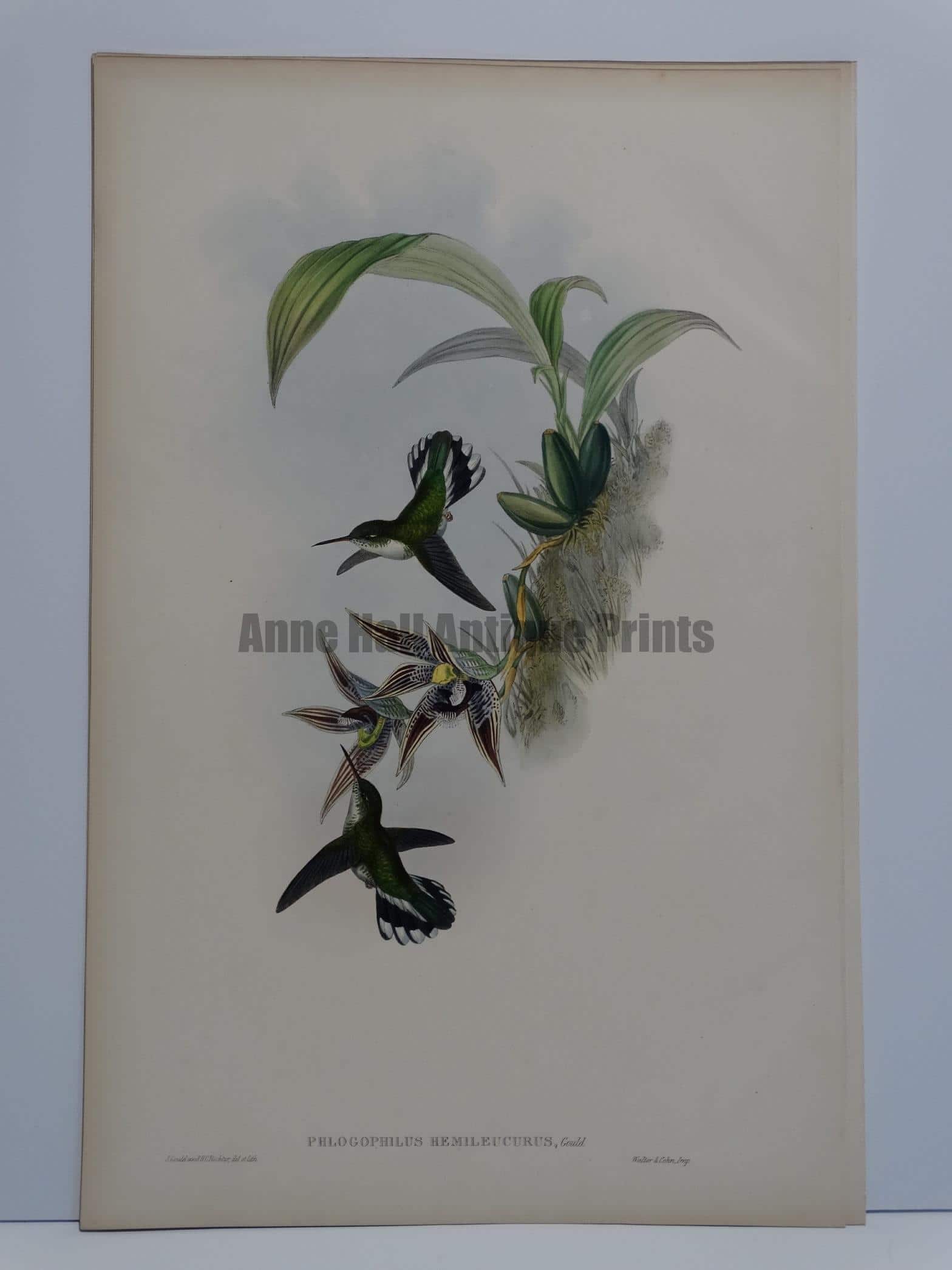 John Gould Hummingbirds Original Antique Lithographs & More