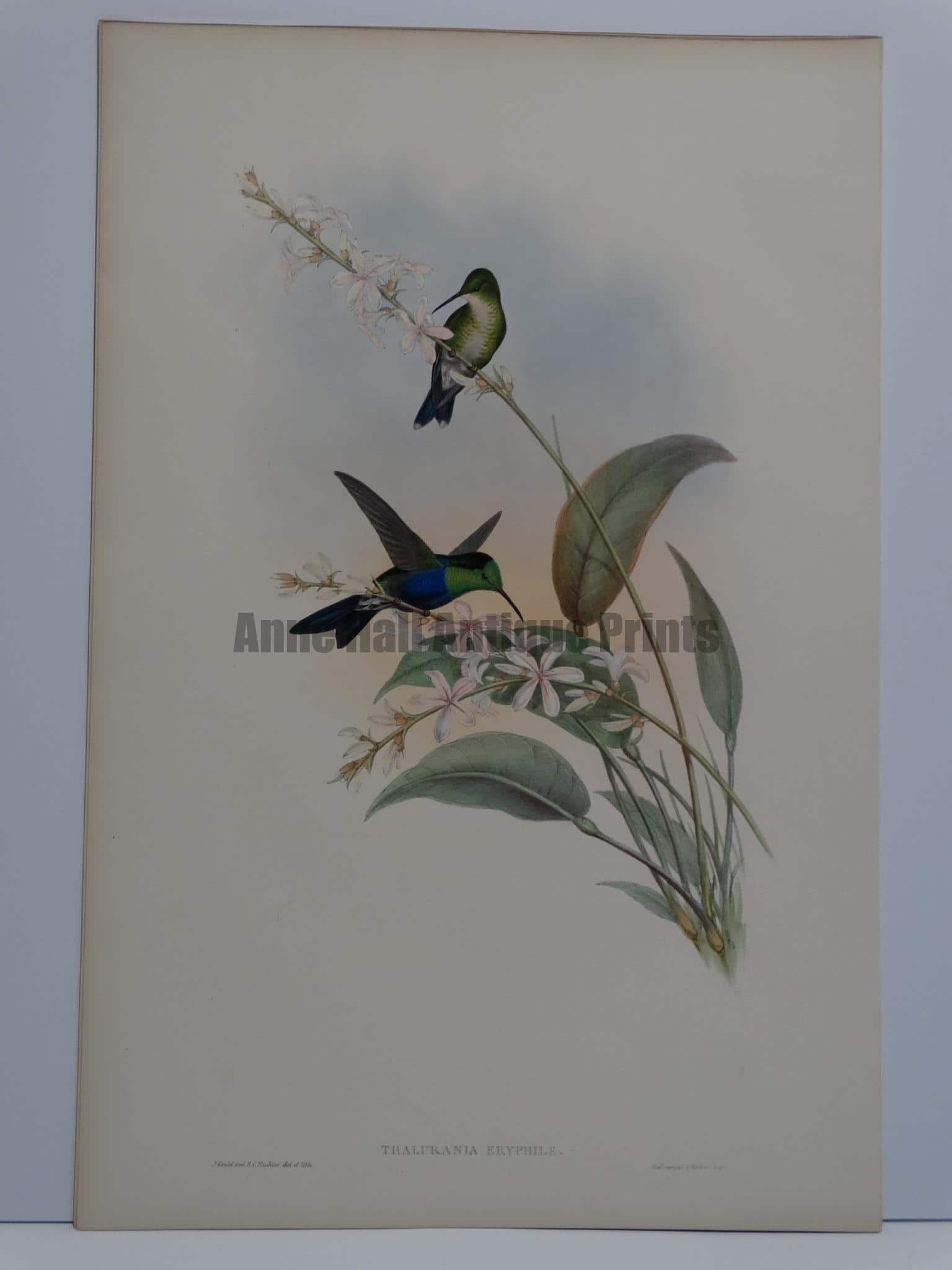 John Gould Hummingbirds Original Antique Lithographs & More