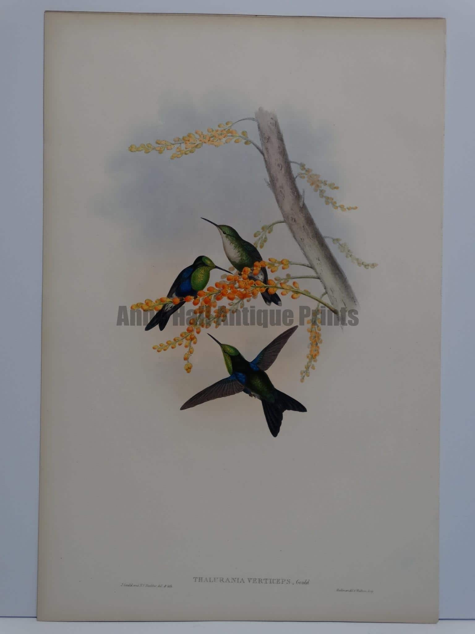 John Gould Hummingbirds Original Antique Lithographs & More
