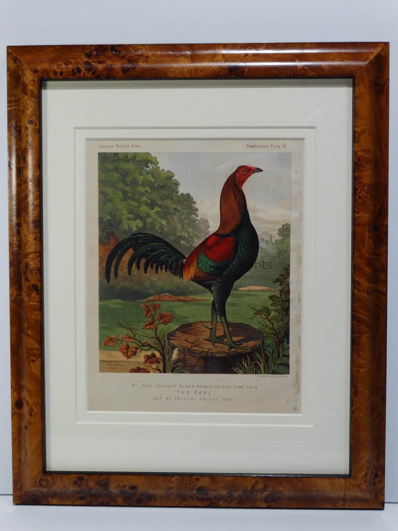 Chickens Roosters: Antique Poultry Lithographs & Engravings