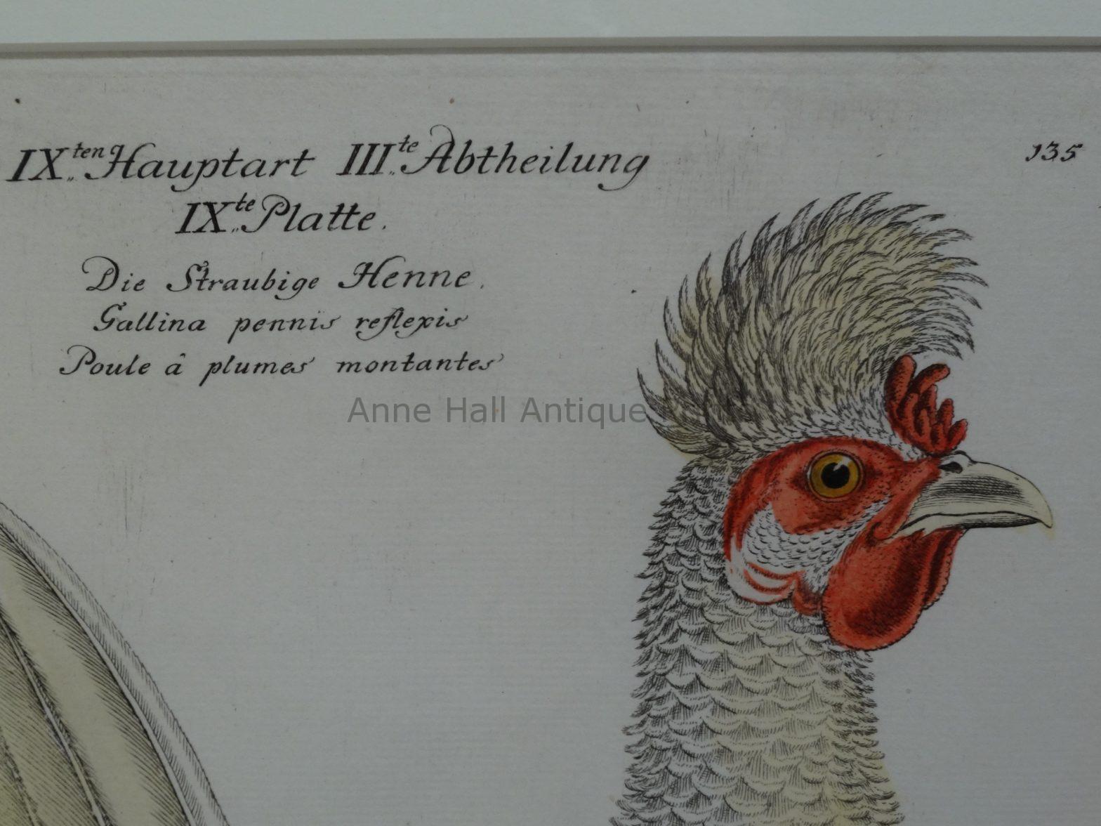 Chickens Roosters: Antique Poultry Lithographs & Engravings