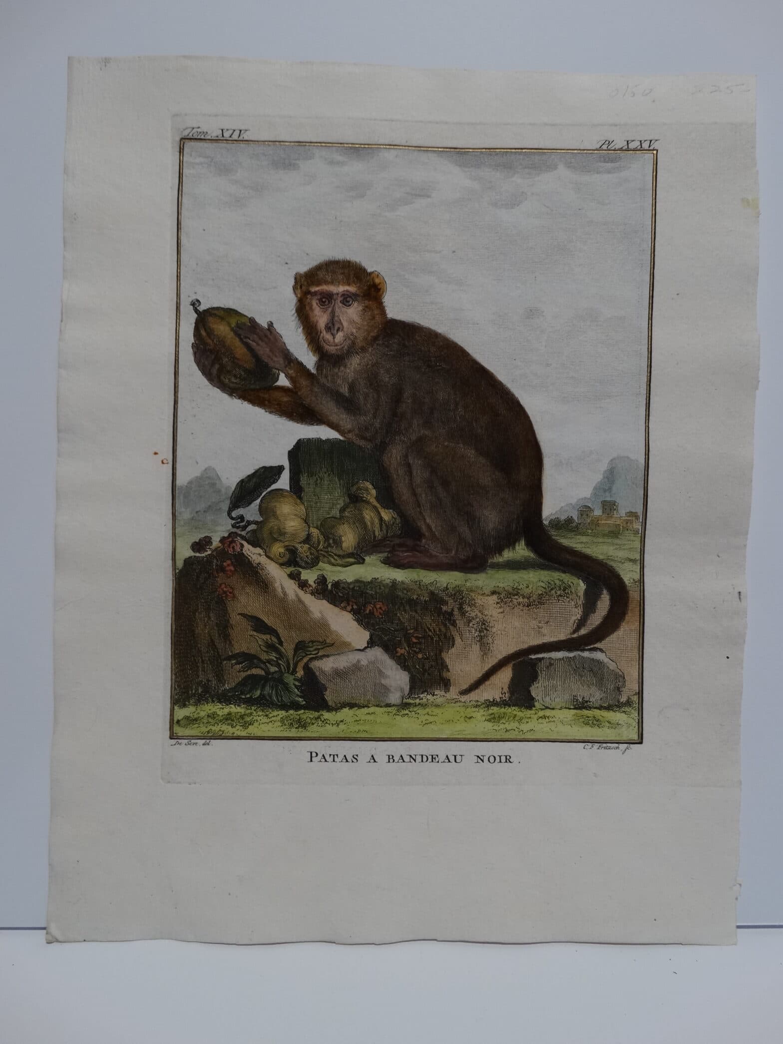Monkeys by Buffon | 18th Century Engravings | Anne Hall Antique Prints