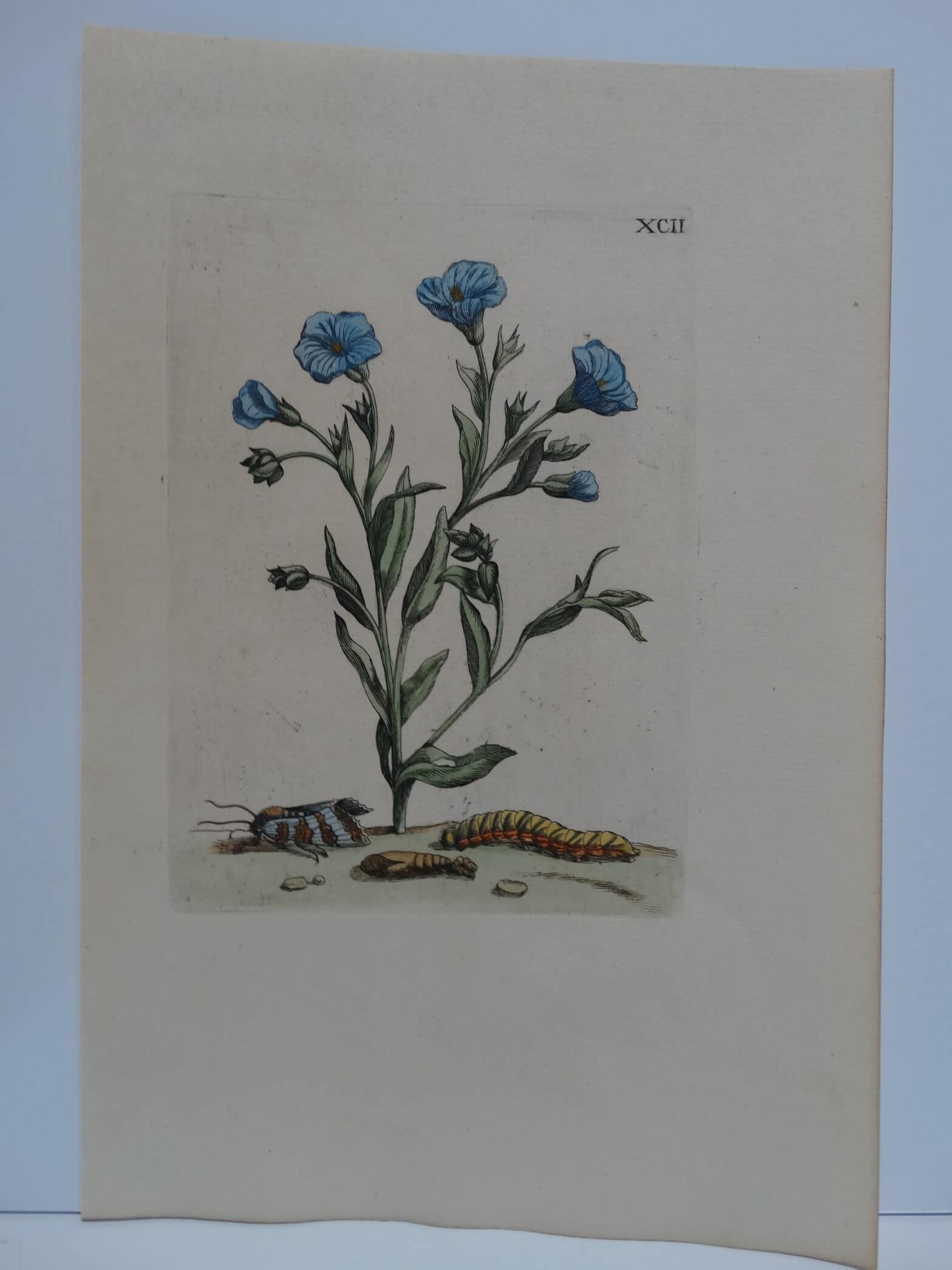 Merian Insects Transformation XCII | Insect Metamorphosis by a Woman