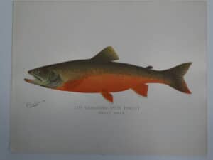 Denton Canadian Red Trout Male | Rare Fly Fishing Art With History