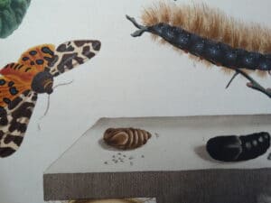 Insect Prints: Butterflies Caterpillars & Beautiful Bugs by Merian & Others