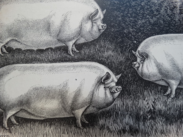 Pigs Hogs: Original Lithographs & Engravings - Anne Hall Antique Prints