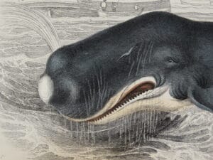 Whales: Historic Antique Lithographs, Engravings on Whaling