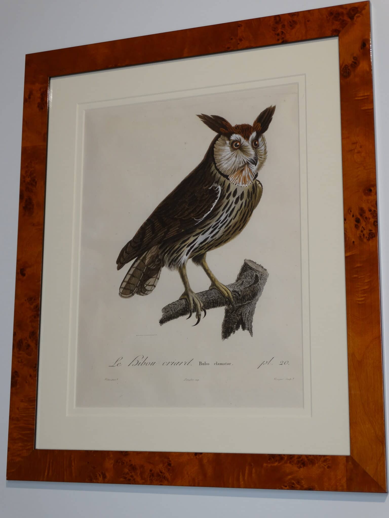 Owls Antique Lithographs Engravings - Gould, Lear & Pennant