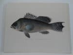 Ocean Lake Fish | American Antique Lithographs | Sherman Foote Denton