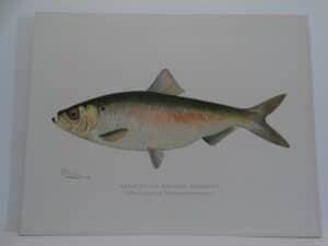 Ocean Lake Fish | American Antique Lithographs | Sherman Foote Denton