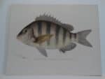 Ocean Lake Fish | American Antique Lithographs | Sherman Foote Denton