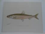 Ocean Lake Fish | American Antique Lithographs | Sherman Foote Denton