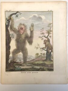 Monkeys by Buffon | 18th Century Engravings | Anne Hall Antique Prints