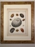 Sea Shells: hand-colored engravings; antique conchology lithographs.