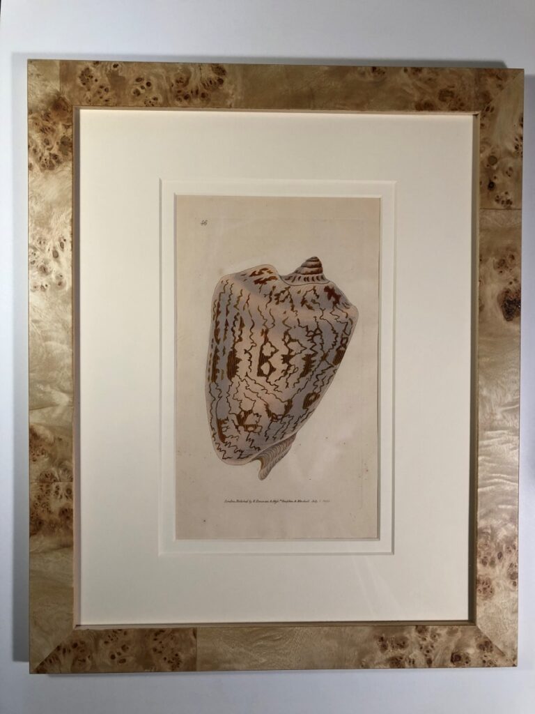 Sea Shells: hand colored engravings; antique conchology lithographs.