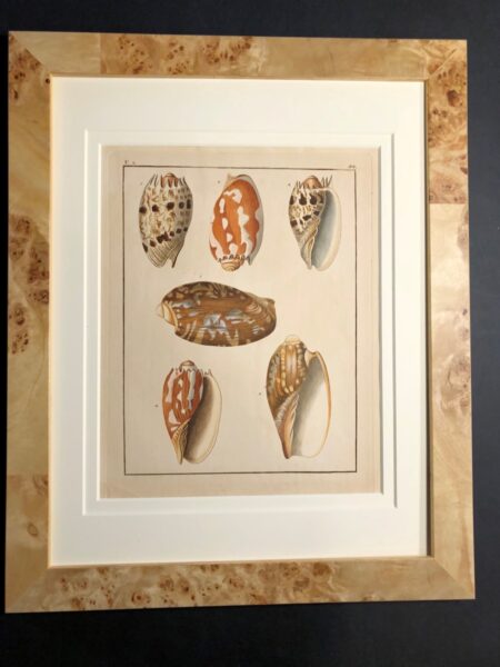 Sea Shells: hand colored engravings; antique conchology lithographs.