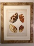 Sea Shells: hand-colored engravings; antique conchology lithographs.