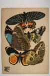 Seguy Insectes Papillons: Pochoir Butterflies, E.A. Seguy Bugs