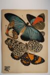 Seguy Insectes Papillons: Pochoir Butterflies, E.A. Seguy Bugs