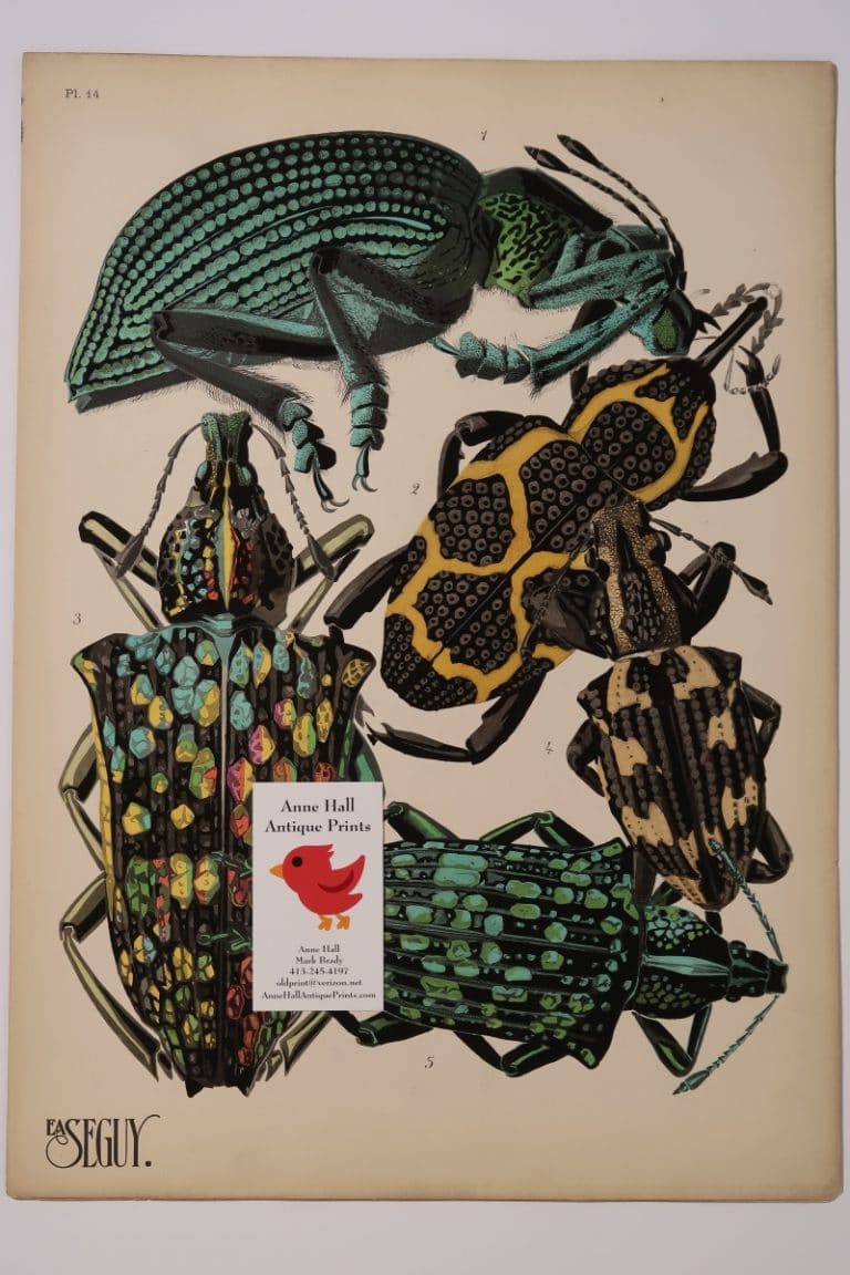 Seguy Insectes Papillons: Pochoir Butterflies, E.A. Seguy Bugs