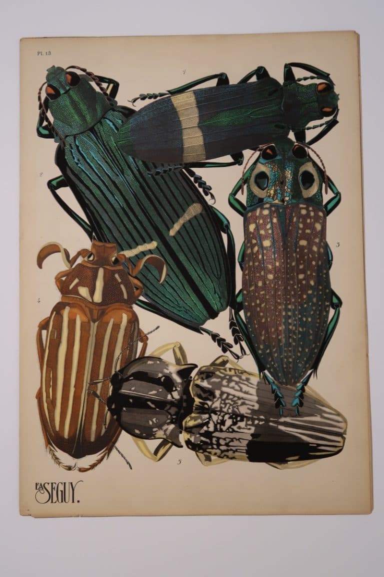 Seguy Insectes Papillons: Pochoir Butterflies, E.A. Seguy Bugs