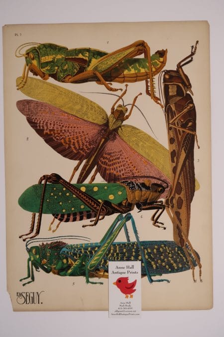 Seguy Insectes Papillons: Pochoir Butterflies, E.A. Seguy Bugs