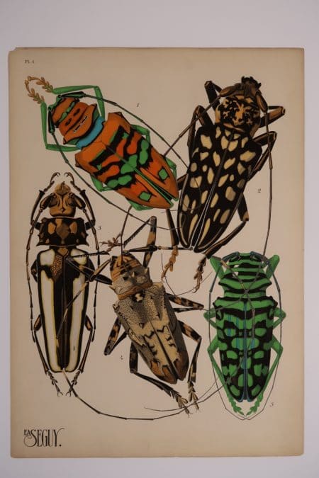 Seguy Insectes Papillons: Pochoir Butterflies, E.A. Seguy Bugs