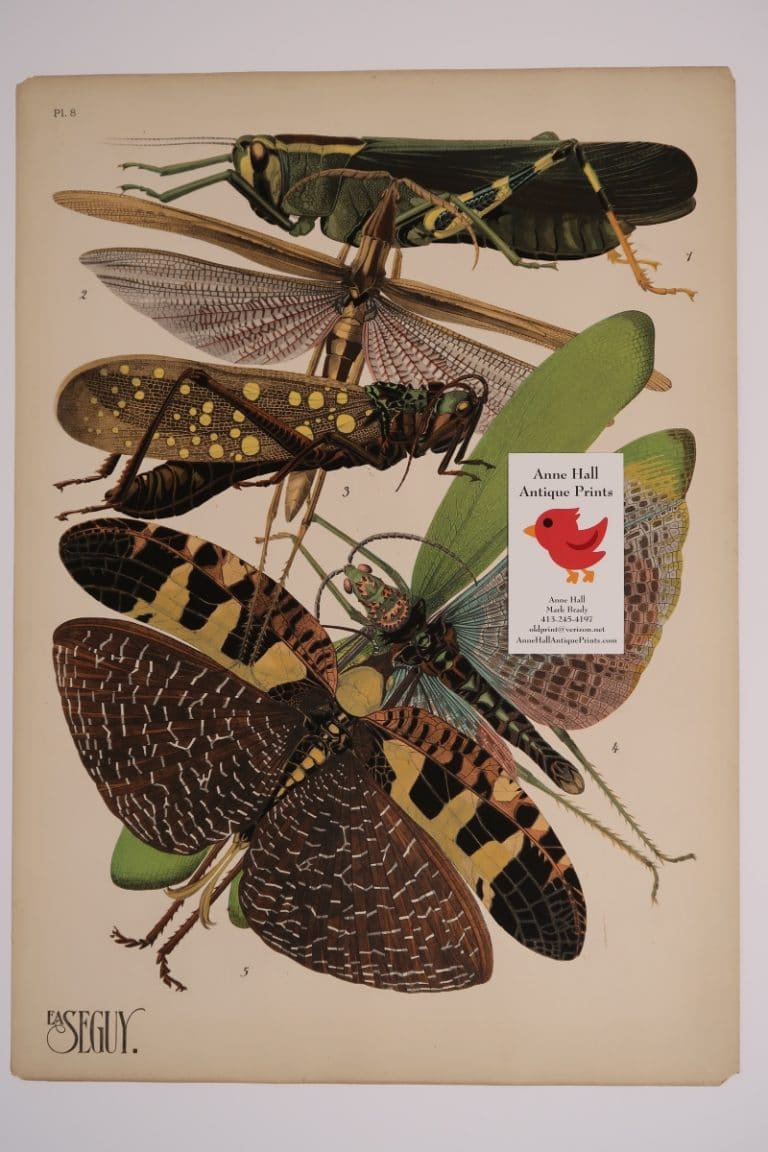 Seguy Insectes Papillons: Pochoir Butterflies, E.A. Seguy Bugs