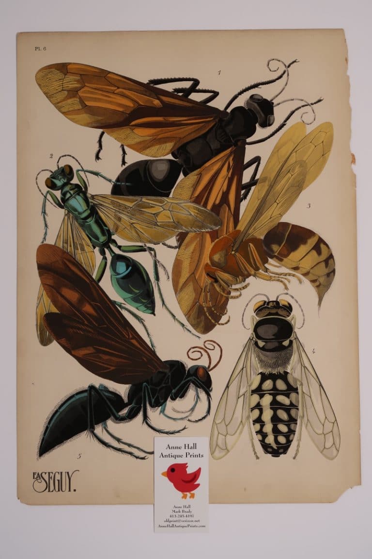 Seguy Insectes Papillons: Pochoir Butterflies, E.A. Seguy Bugs