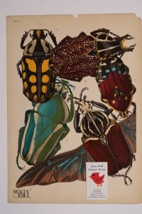 Seguy Insectes Papillons: Pochoir Butterflies, E.A. Seguy Bugs