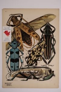 Seguy Insectes Papillons: Pochoir Butterflies, E.A. Seguy Bugs