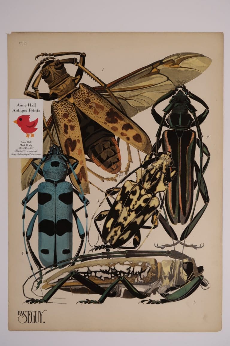 Seguy Insectes Papillons: Pochoir Butterflies, E.A. Seguy Bugs