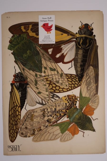 Seguy Insectes Papillons: Pochoir Butterflies, E.A. Seguy Bugs