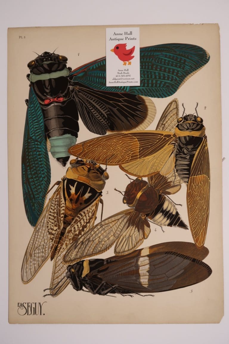 Seguy Insectes Papillons: Pochoir Butterflies, E.A. Seguy Bugs