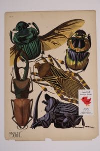 Seguy Insectes Papillons: Pochoir Butterflies, E.A. Seguy Bugs