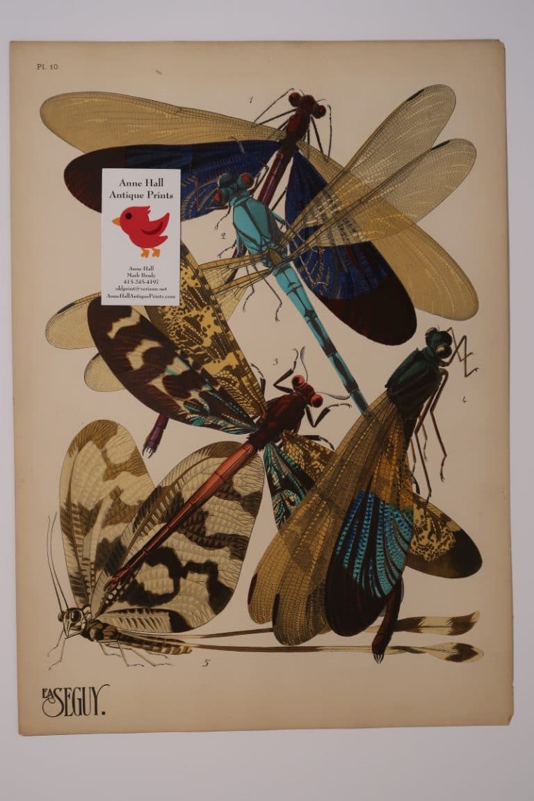 Seguy Insectes Papillons: Pochoir Butterflies, E.A. Seguy Bugs