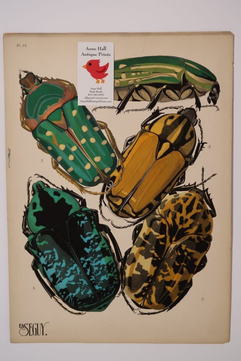 Seguy Insectes Papillons: Pochoir Butterflies, E.A. Seguy Bugs