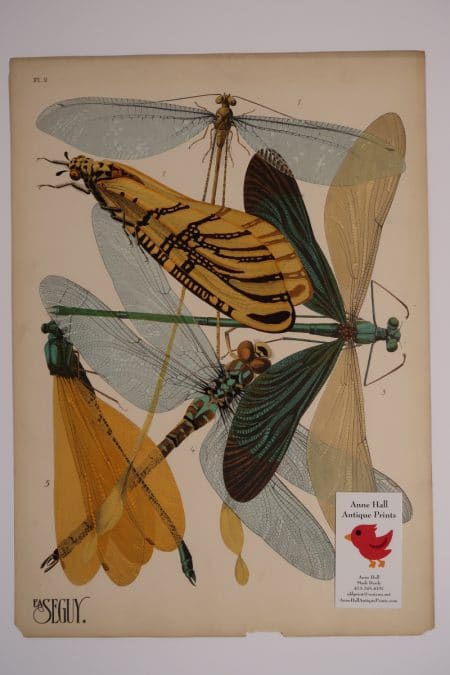 Seguy Insectes Papillons: Pochoir Butterflies, E.A. Seguy Bugs