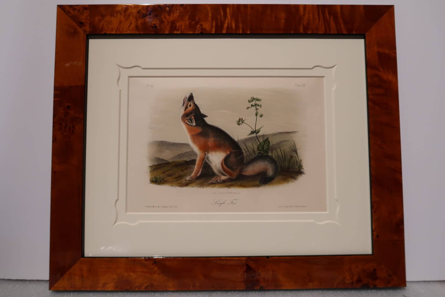Woodland Animals | Wildlife Mammals | Audubon Prints over 100 years old