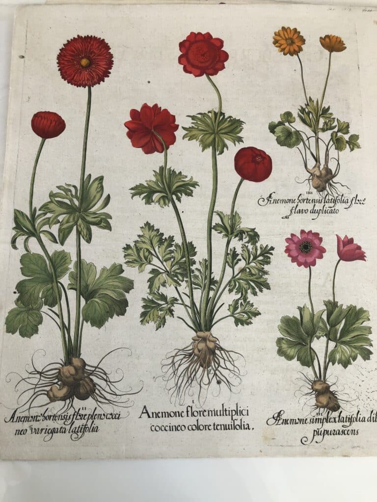 Fancy Flowers: Basilius Besler, Hortus Eystettensis Engravings.