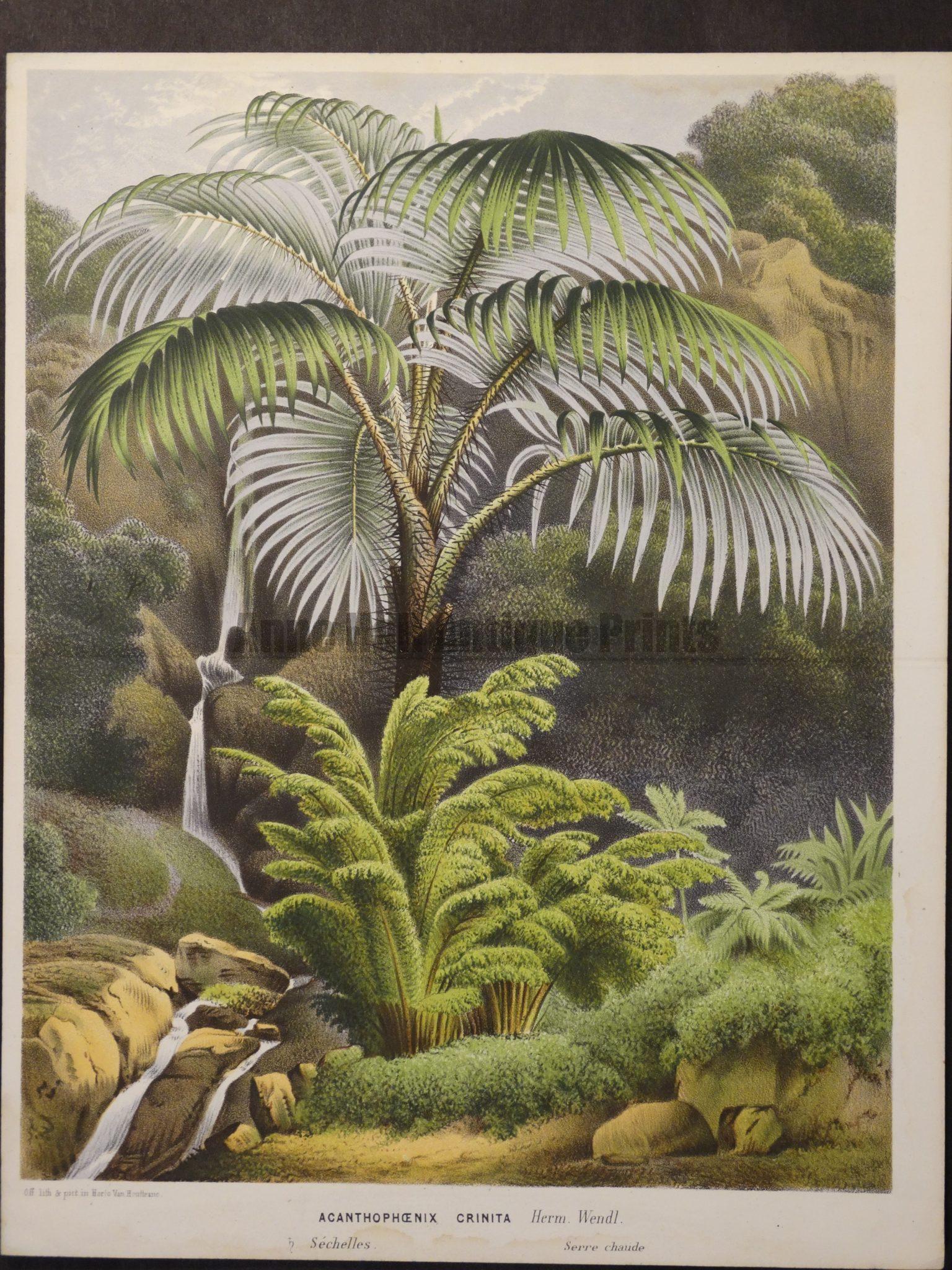 Palms: Antique Lithographs & Engravings of Palm Trees