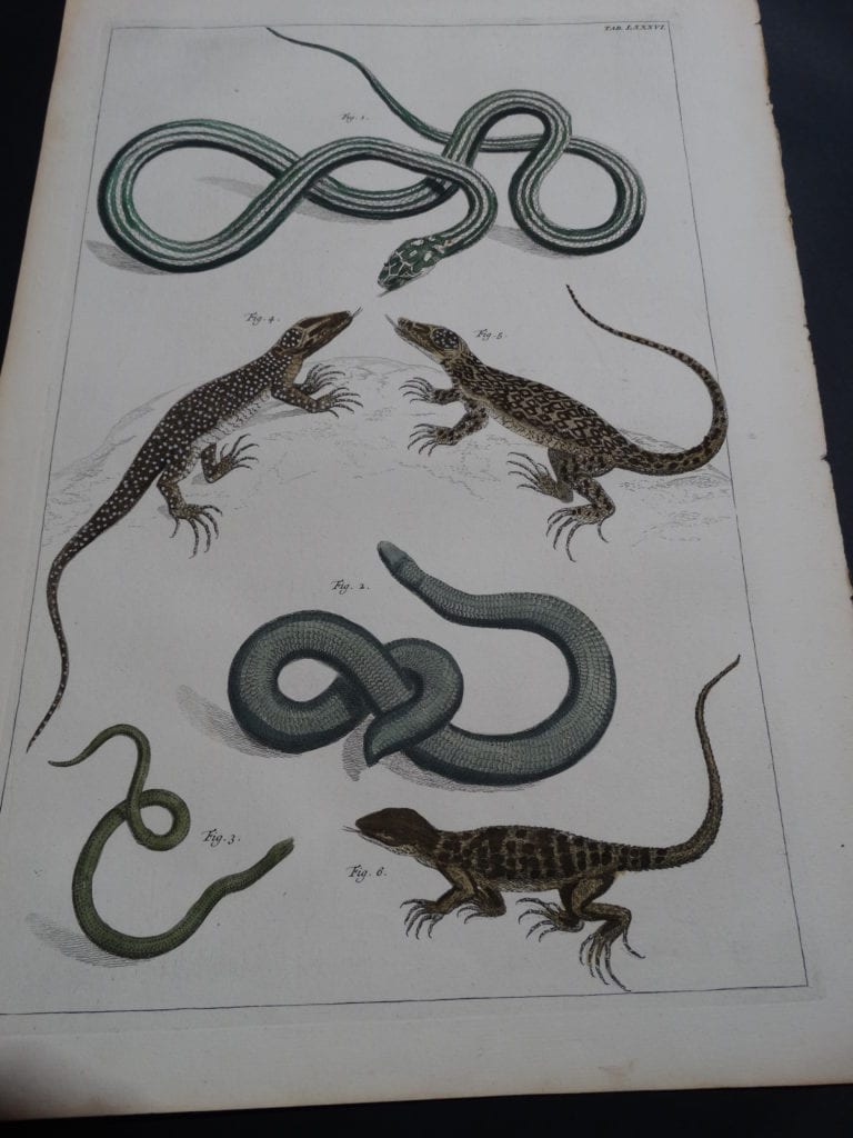 Turtles Frogs Amphibians Reptiles Herpetology Prints Over 100 Years Old