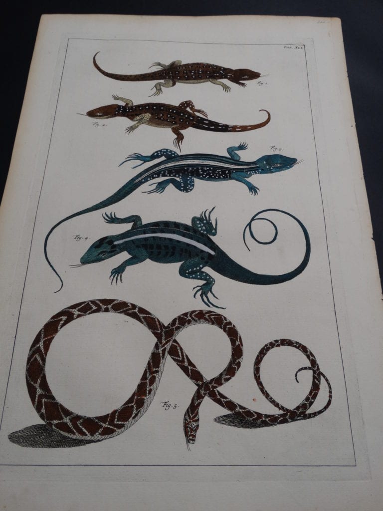 Turtles Frogs Amphibians Reptiles Herpetology Prints Over 100 Years Old
