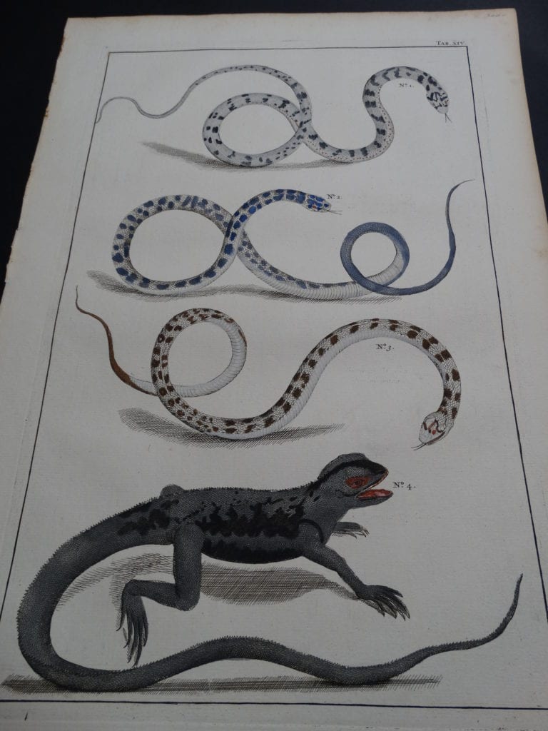 Turtles Frogs Amphibians Reptiles Herpetology Prints Over 100 Years Old