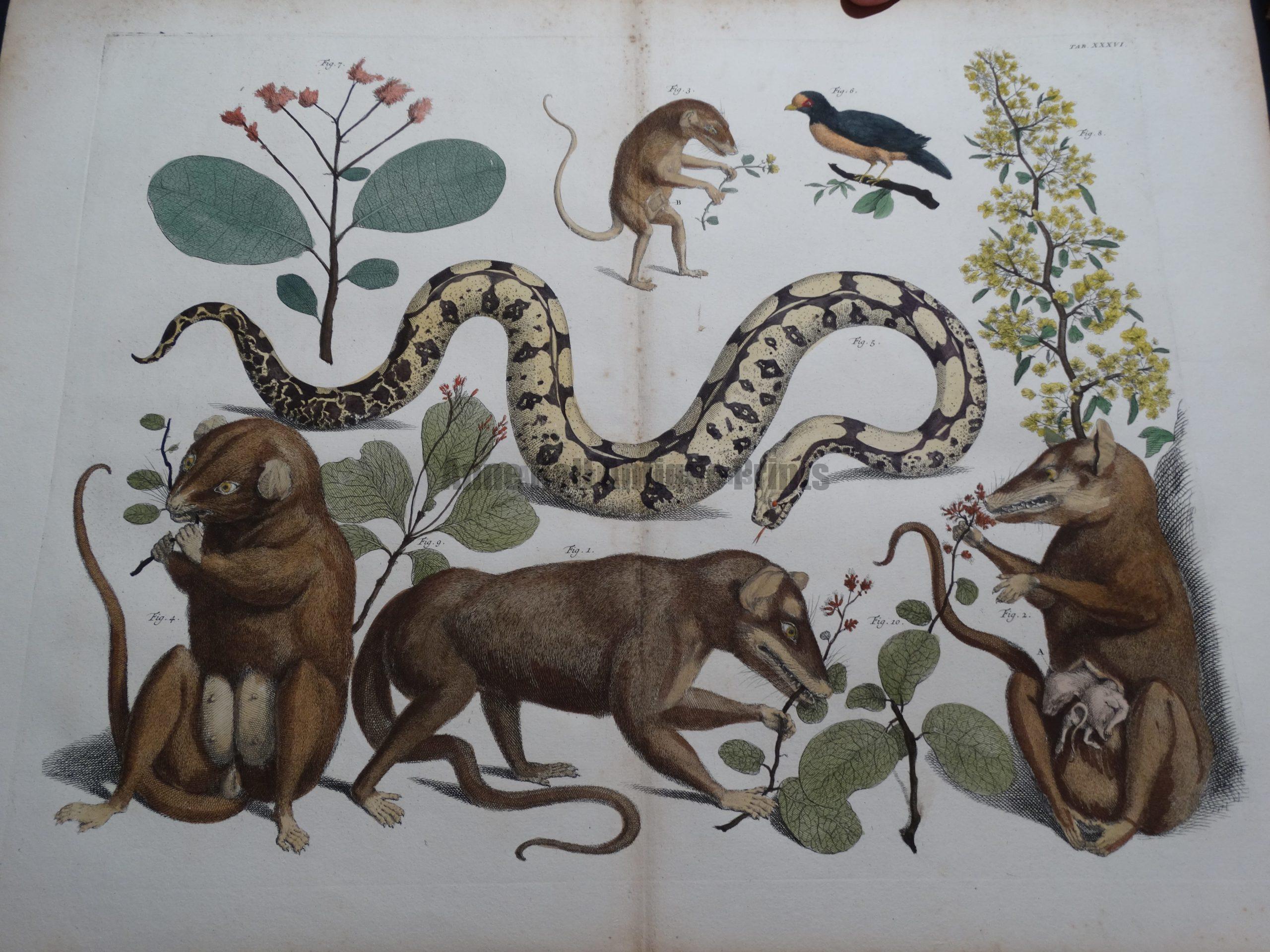 Strange Creatures & Extinct Species; Odd Unusual Life! – Anne Hall ...