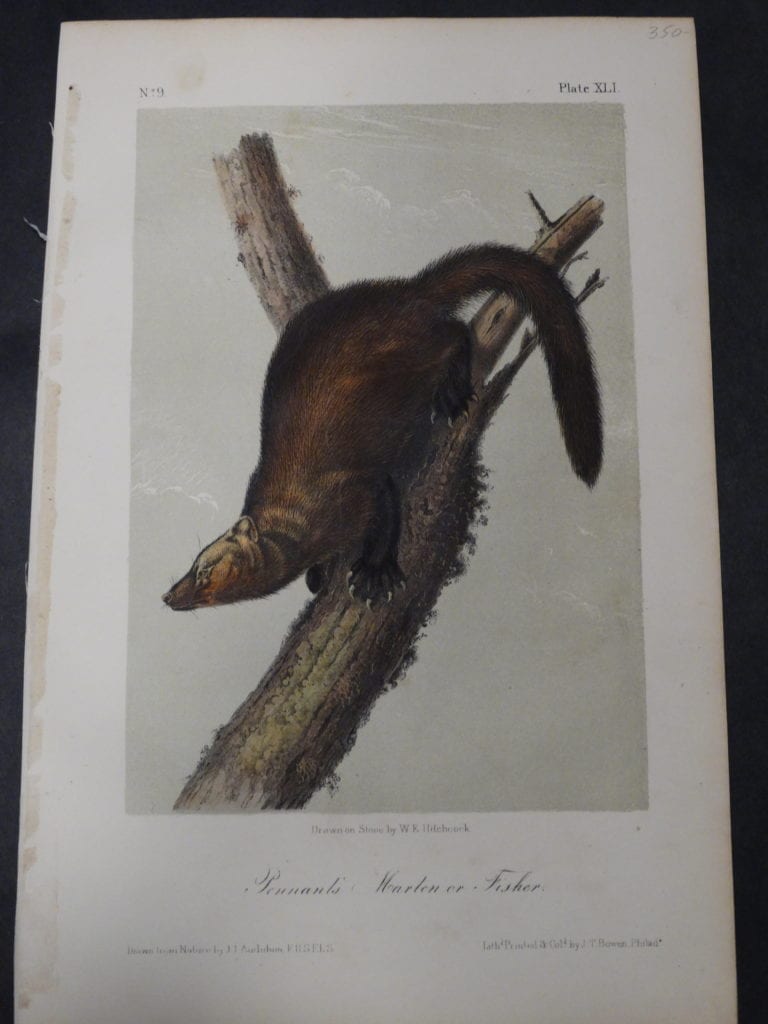 Woodland Animals | Wildlife Mammals | Audubon Prints over 100 years old